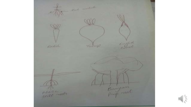 Root and its types | PPTX