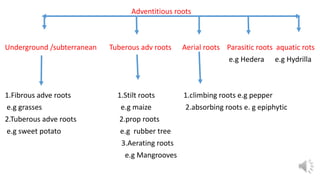 Root and its types | PPTX