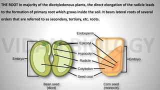 Root | PDF | Gardening | Home & Garden