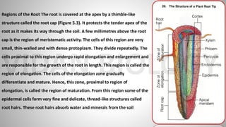 Root | PDF | Gardening | Home & Garden