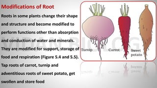 Root | PDF | Gardening | Home & Garden