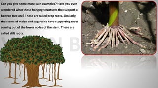 Root | PDF | Gardening | Home & Garden
