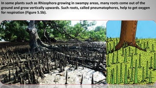 Root | PDF | Gardening | Home & Garden