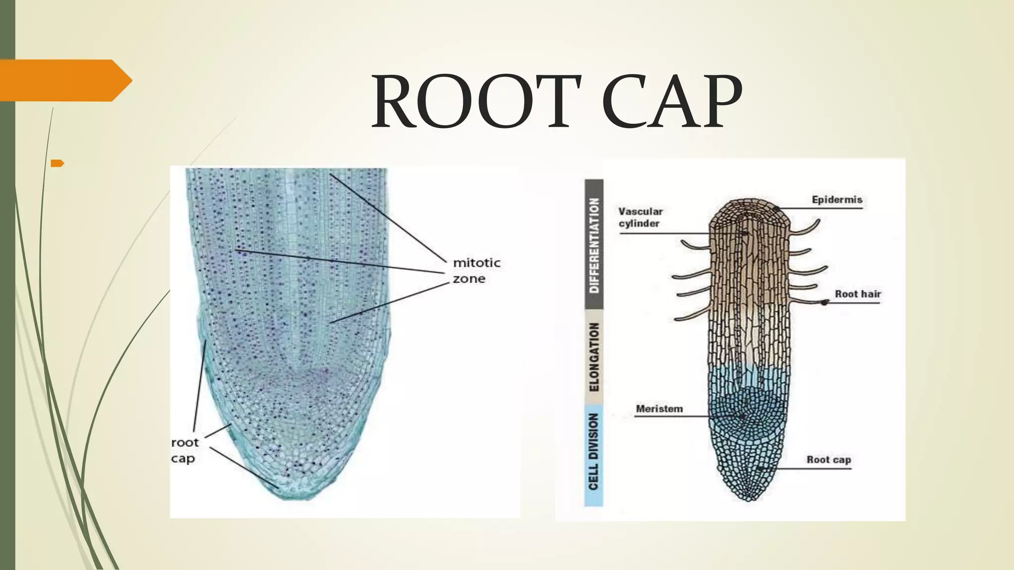 ROOT-ANATOMY.pptx