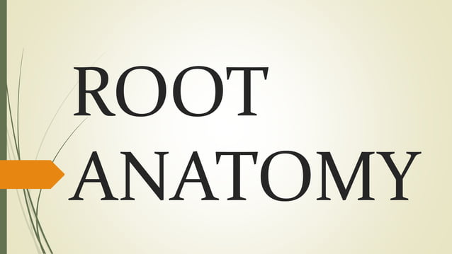ROOT-ANATOMY.pptx