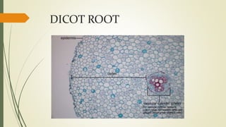 ROOT-ANATOMY.pptx