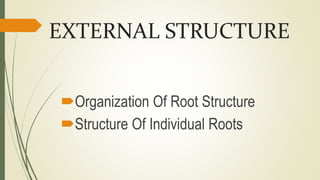 ROOT-ANATOMY.pptx