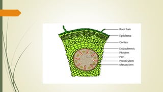 ROOT-ANATOMY.pptx