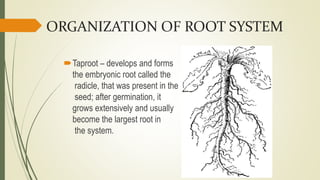 ROOT-ANATOMY.pptx