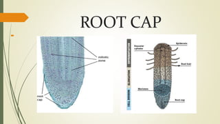 ROOT-ANATOMY.pptx