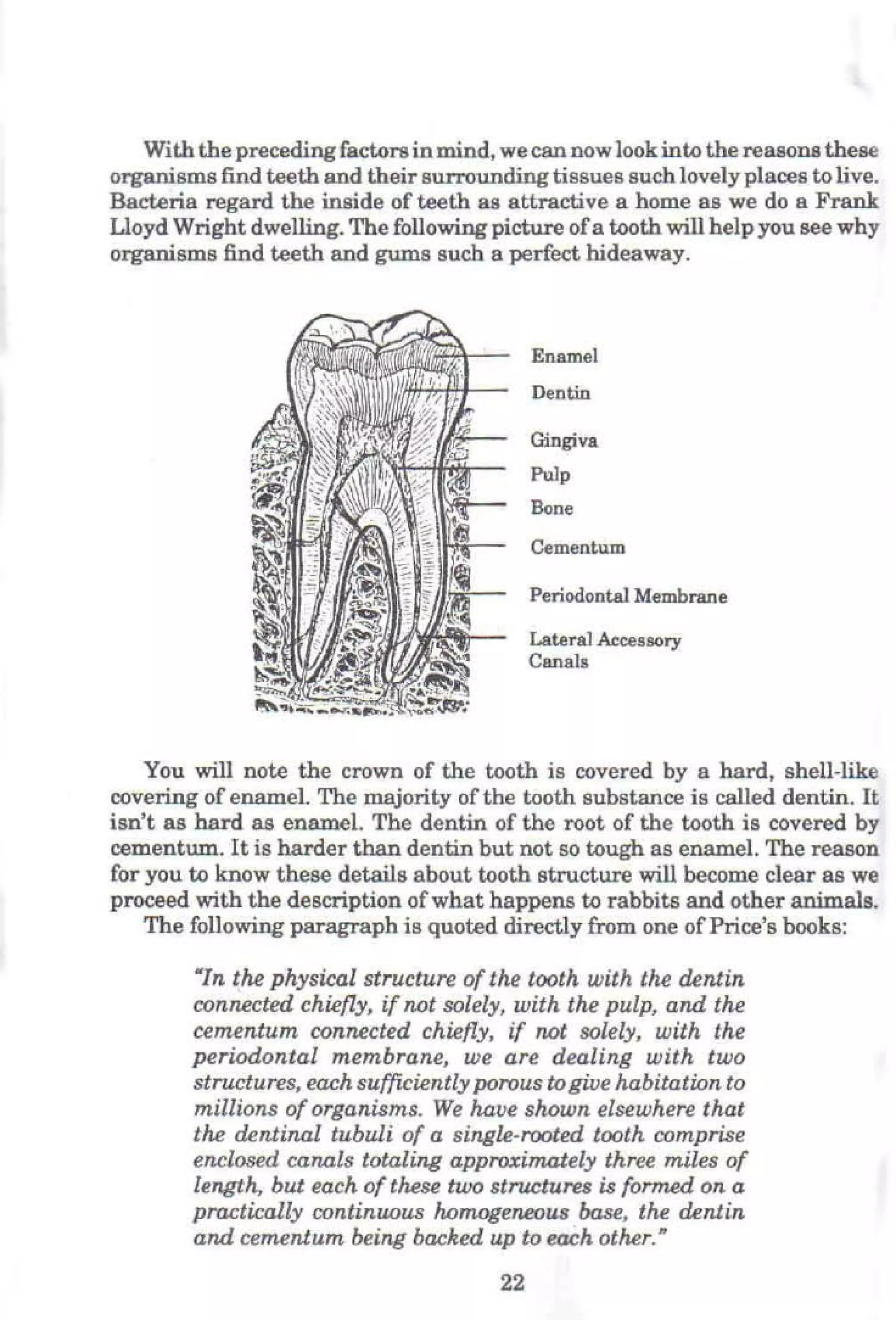 Root canal cover up 1996 | PDF