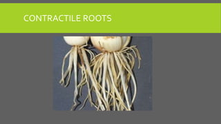 Root shoot system | PPTX