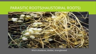 Root shoot system | PPTX