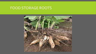 Root shoot system | PPTX
