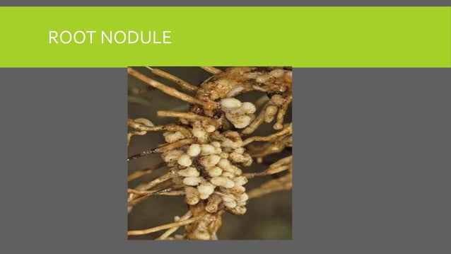 Root shoot system | PPTX | Gardening | Home & Garden