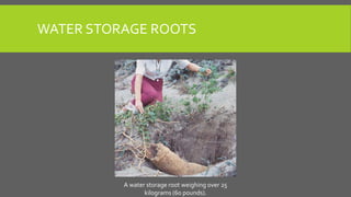 Root shoot system | PPTX