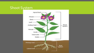 Root shoot system | PPTX