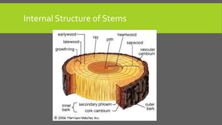Root shoot system | PPTX