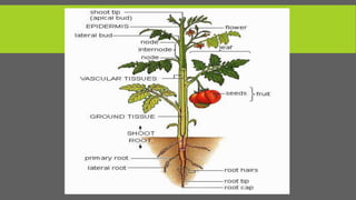 Root shoot system | PPTX