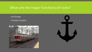 Root shoot system | PPTX