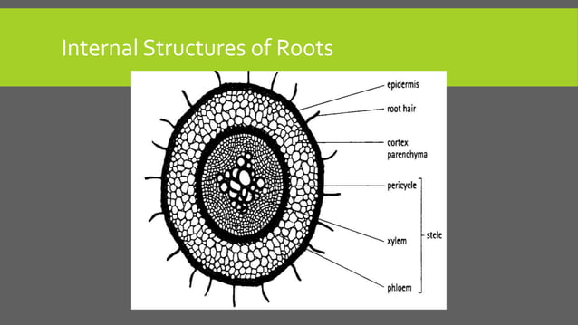 Root shoot system | PPT