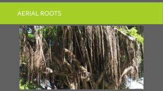 Root shoot system | PPTX | Gardening | Home & Garden
