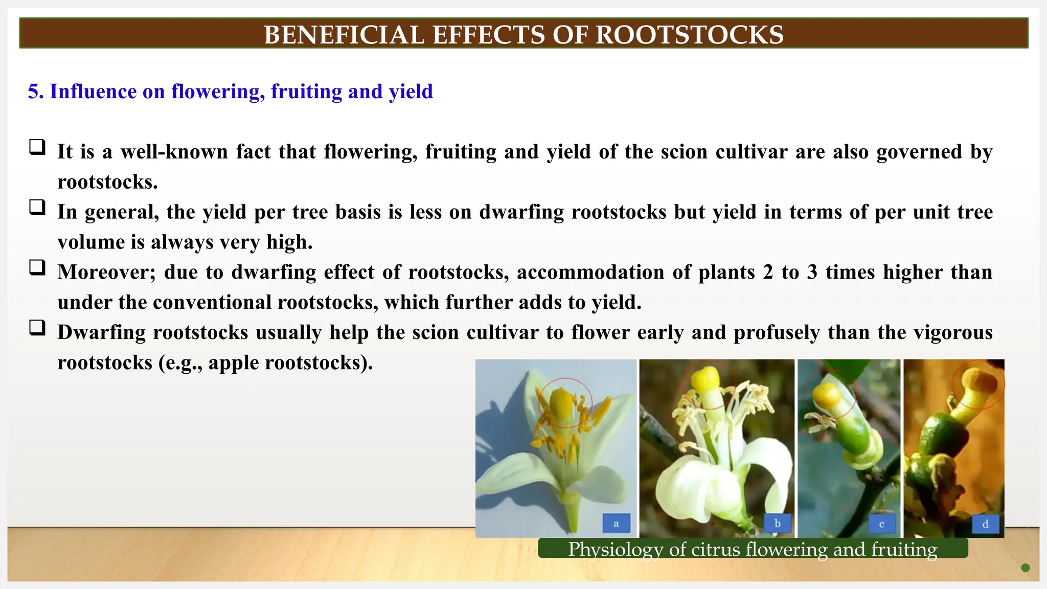 Root-Stock and their uses presentation.pptx