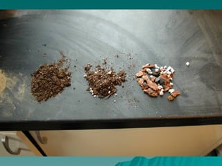 Root Substrate | PPT