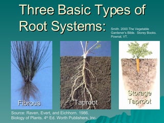 Root Substrate | PPT