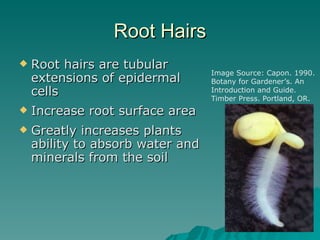 Root Substrate | PPT