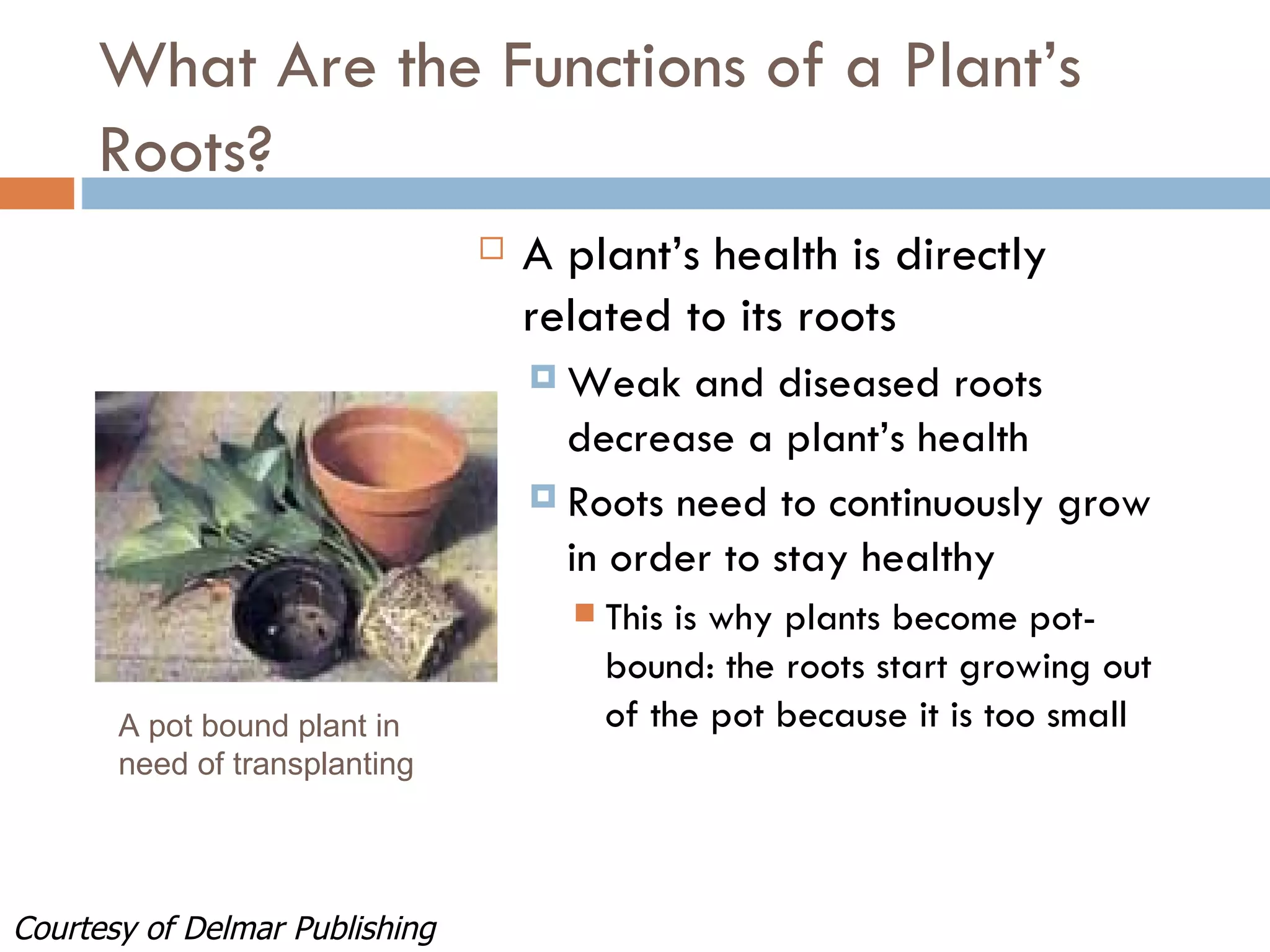 Root anatomy | PPT