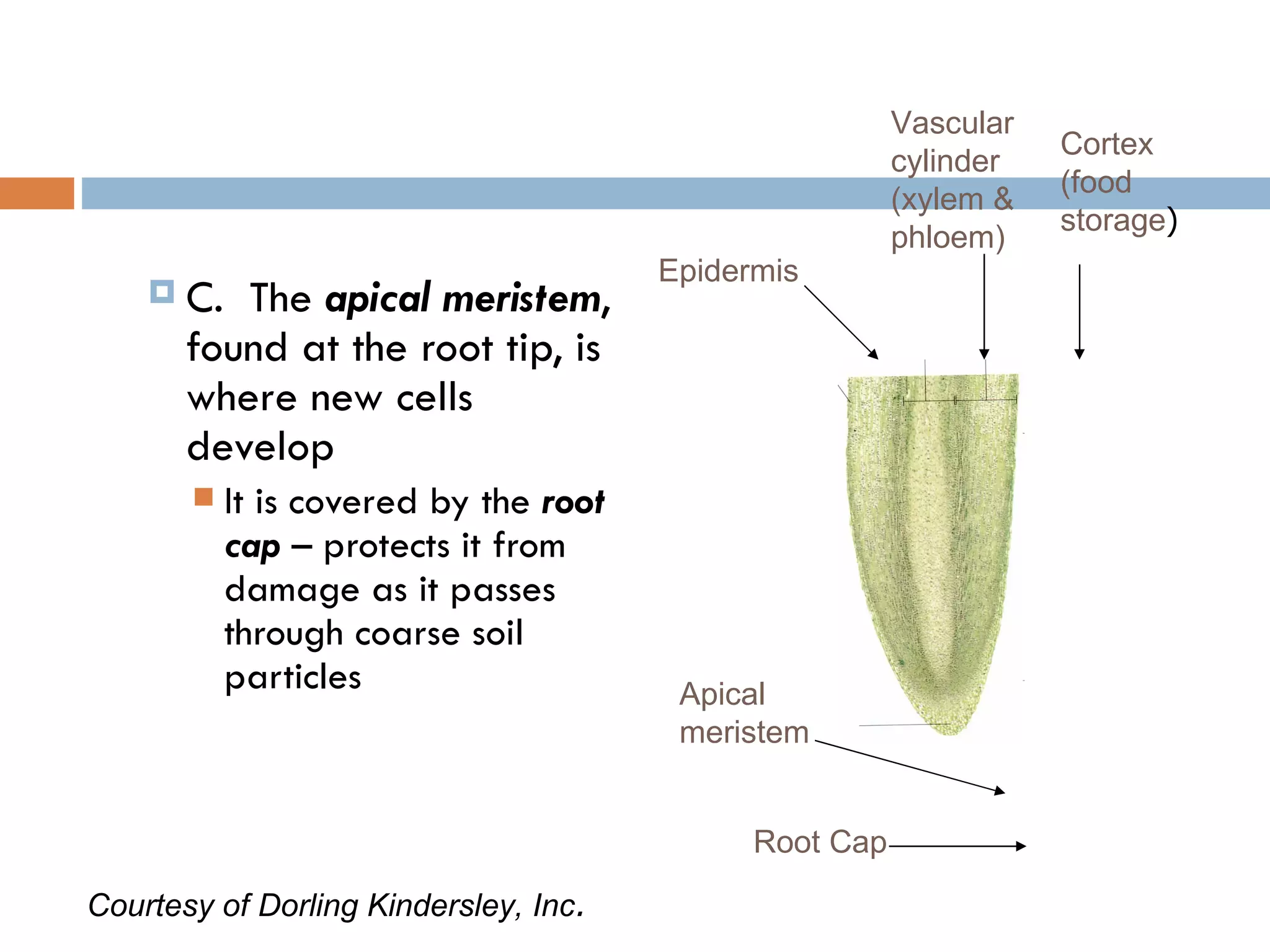 Root anatomy | PPT
