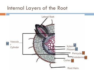 Root anatomy | PPT