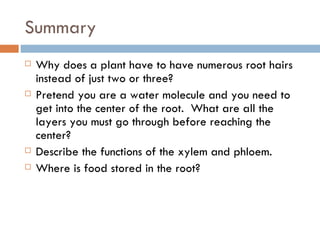 Root anatomy | PPT