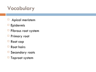 Root anatomy | PPT