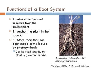 Root anatomy | PPT
