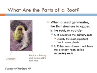 Root anatomy | PPT