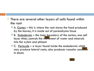 Root anatomy | PPT