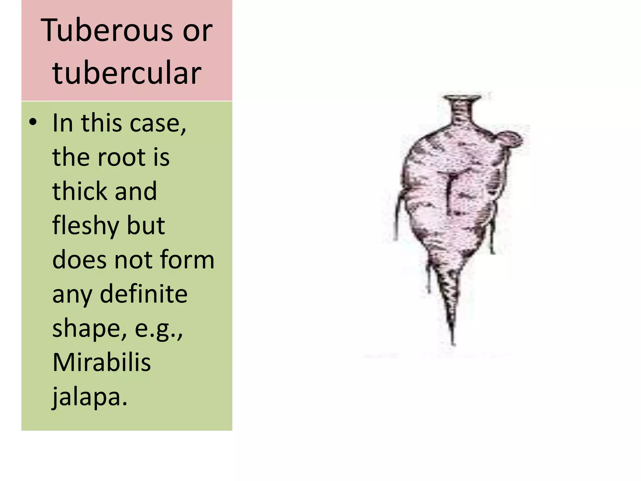 Root and its modifications | PPTX