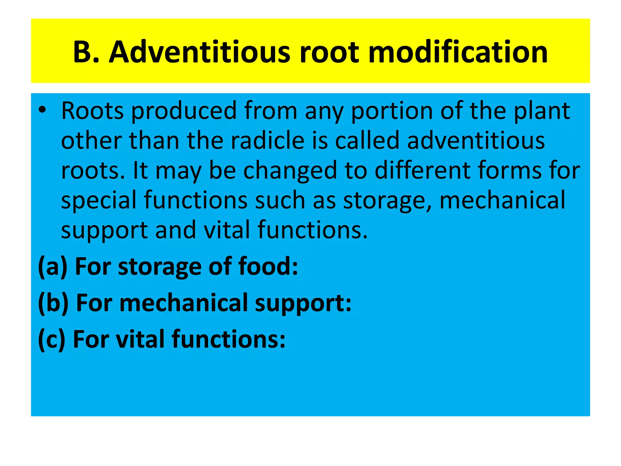 Root and its modifications | PPTX