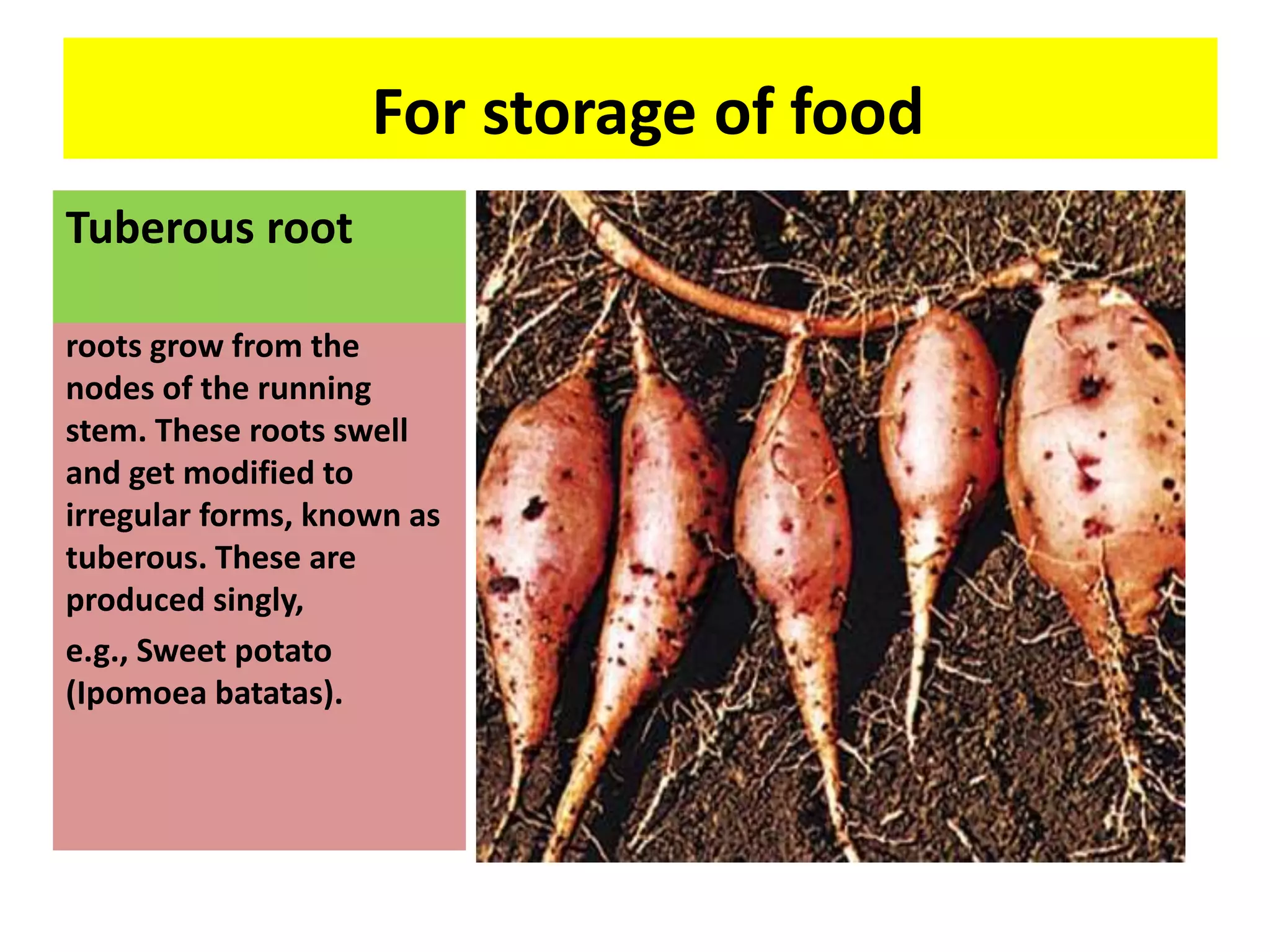 Root and its modifications | PPTX | Gardening | Home & Garden