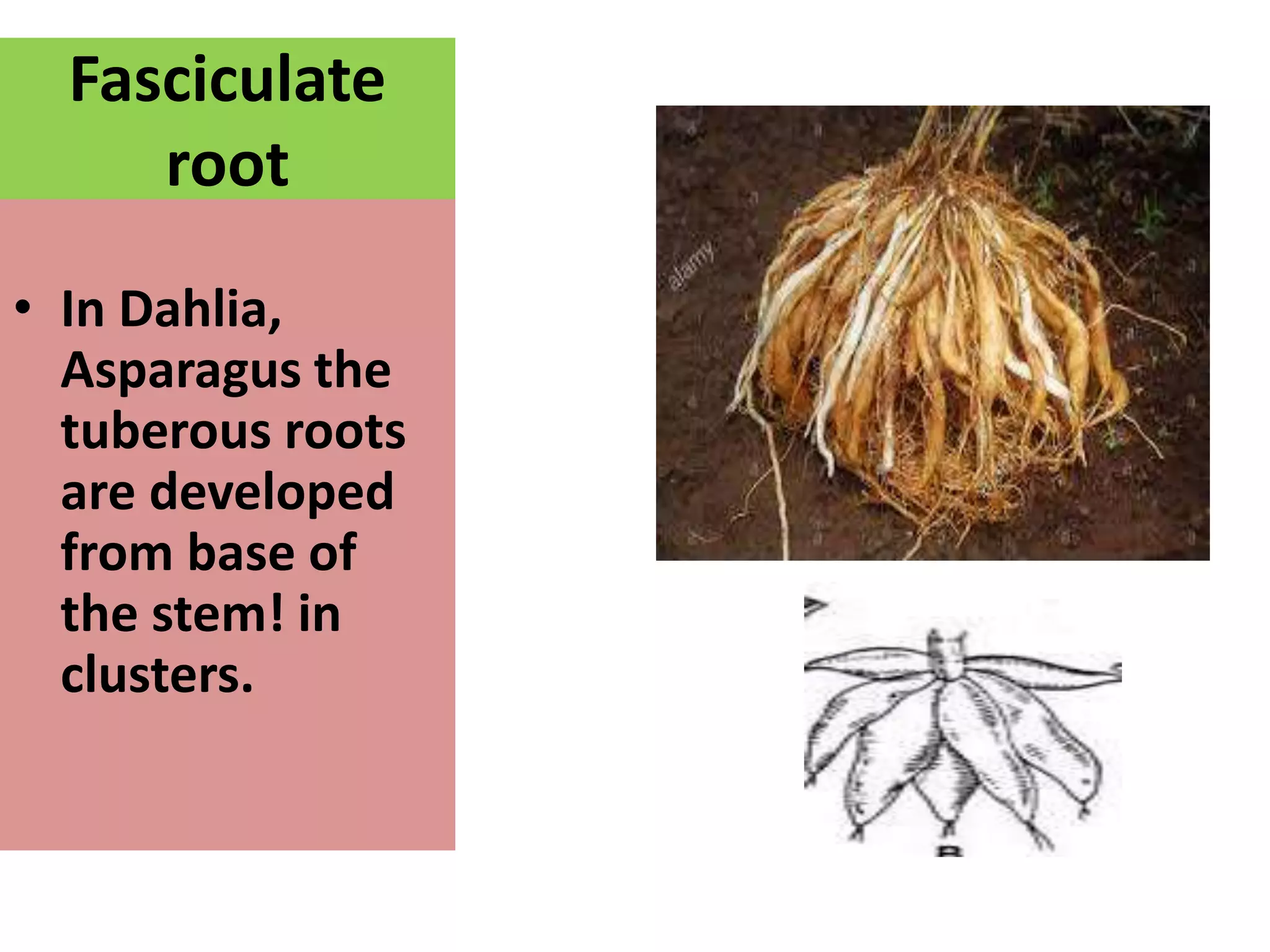 Root and its modifications | PPTX