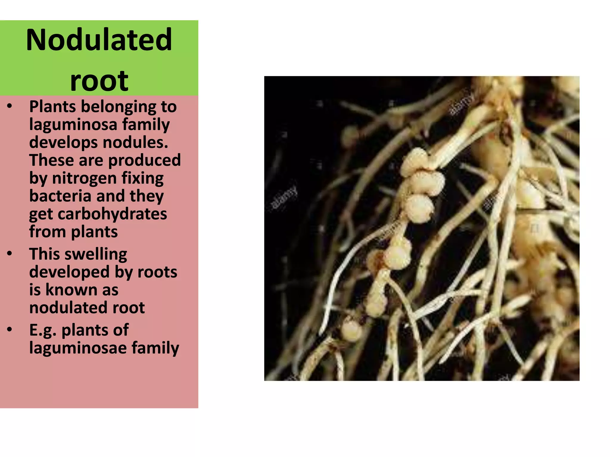 Root and its modifications | PPTX | Gardening | Home & Garden