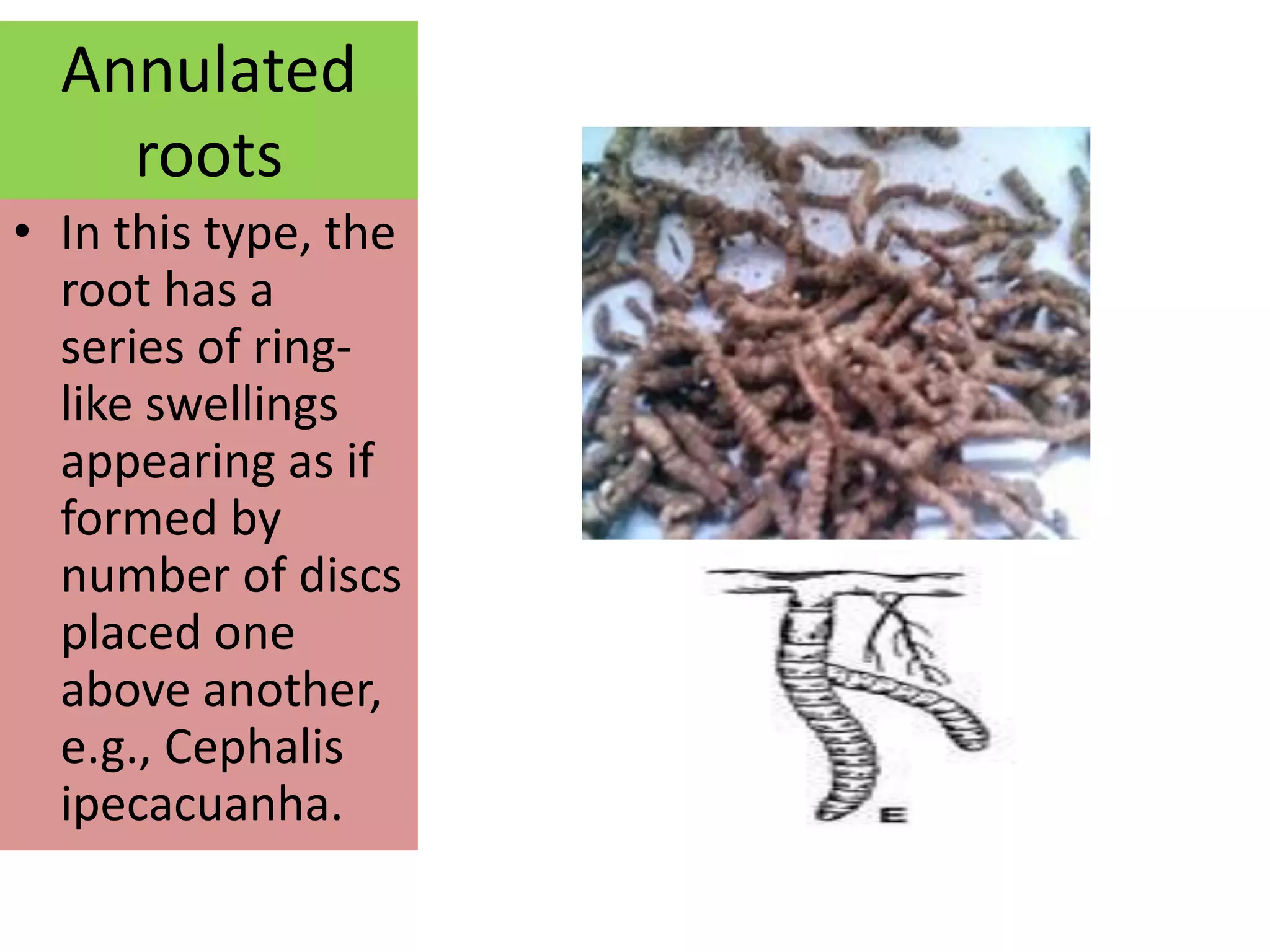 Root and its modifications | PPTX | Gardening | Home & Garden