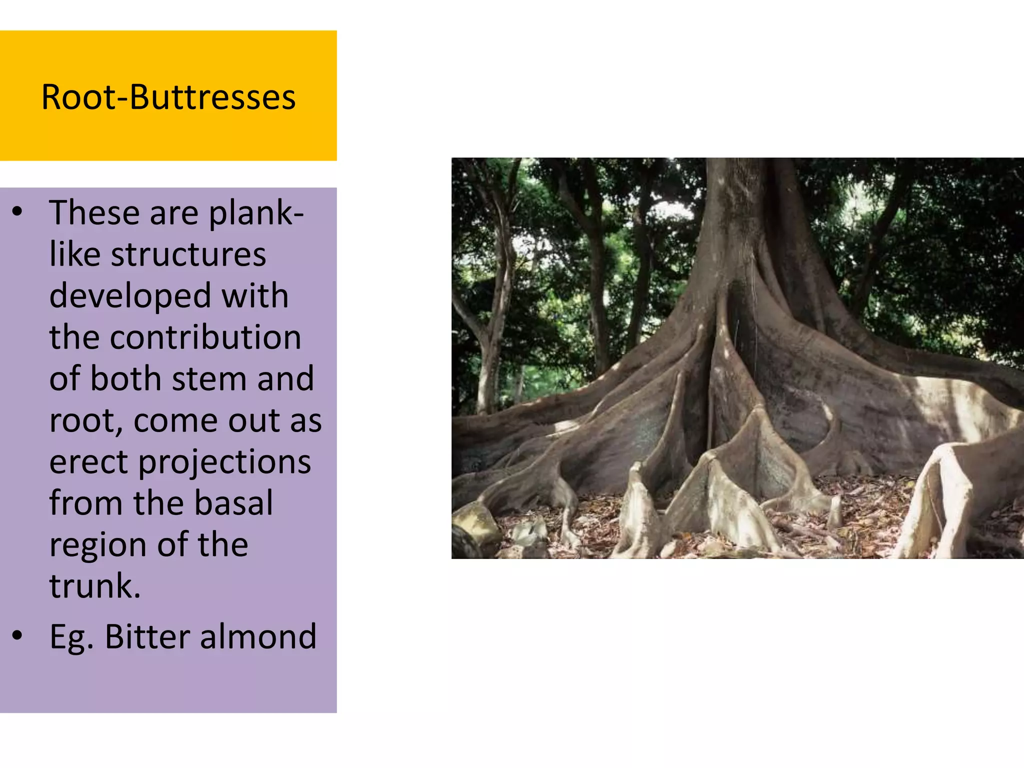 Root and its modifications | PPTX | Gardening | Home & Garden
