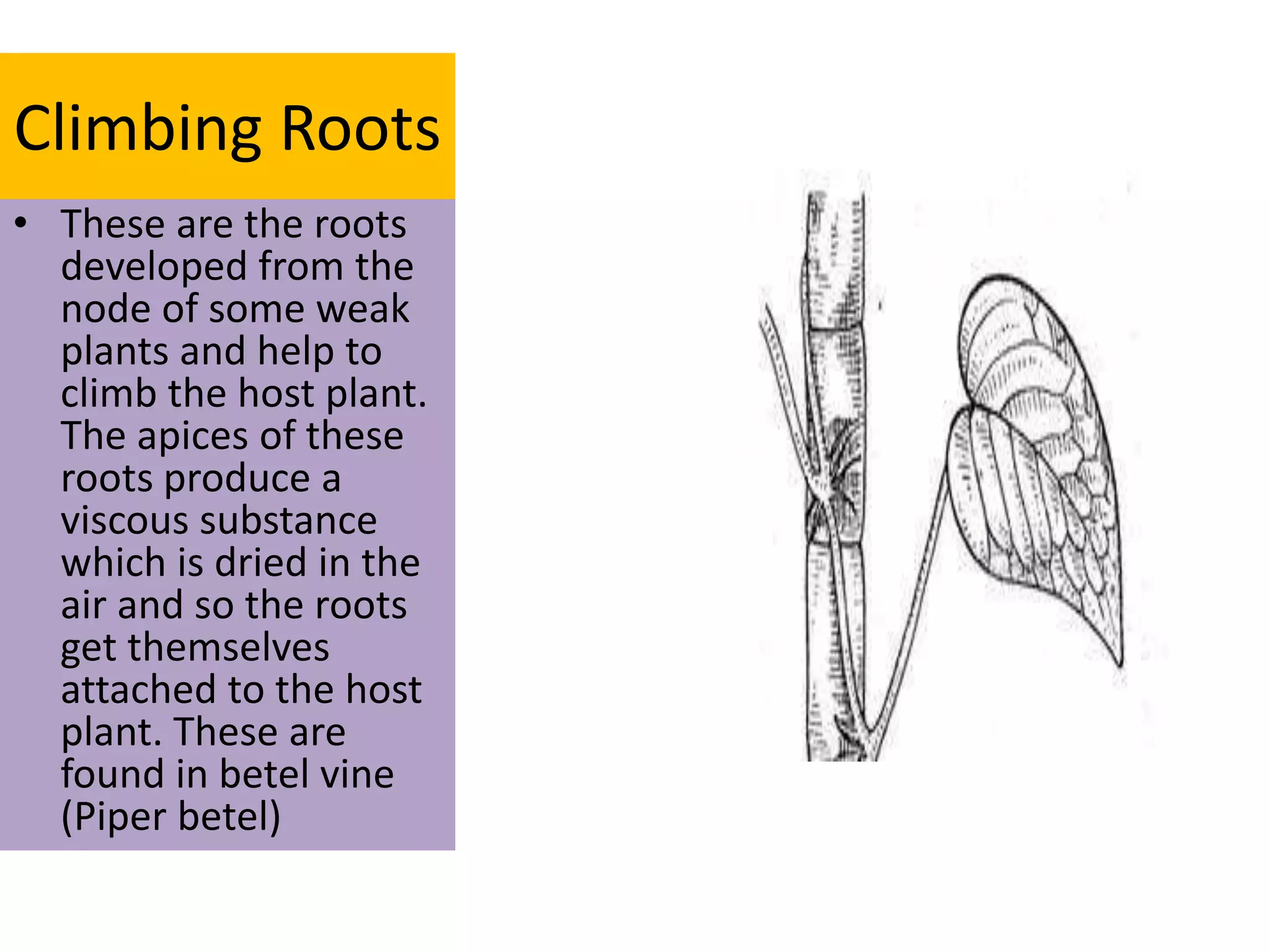 Root and its modifications | PPTX | Gardening | Home & Garden