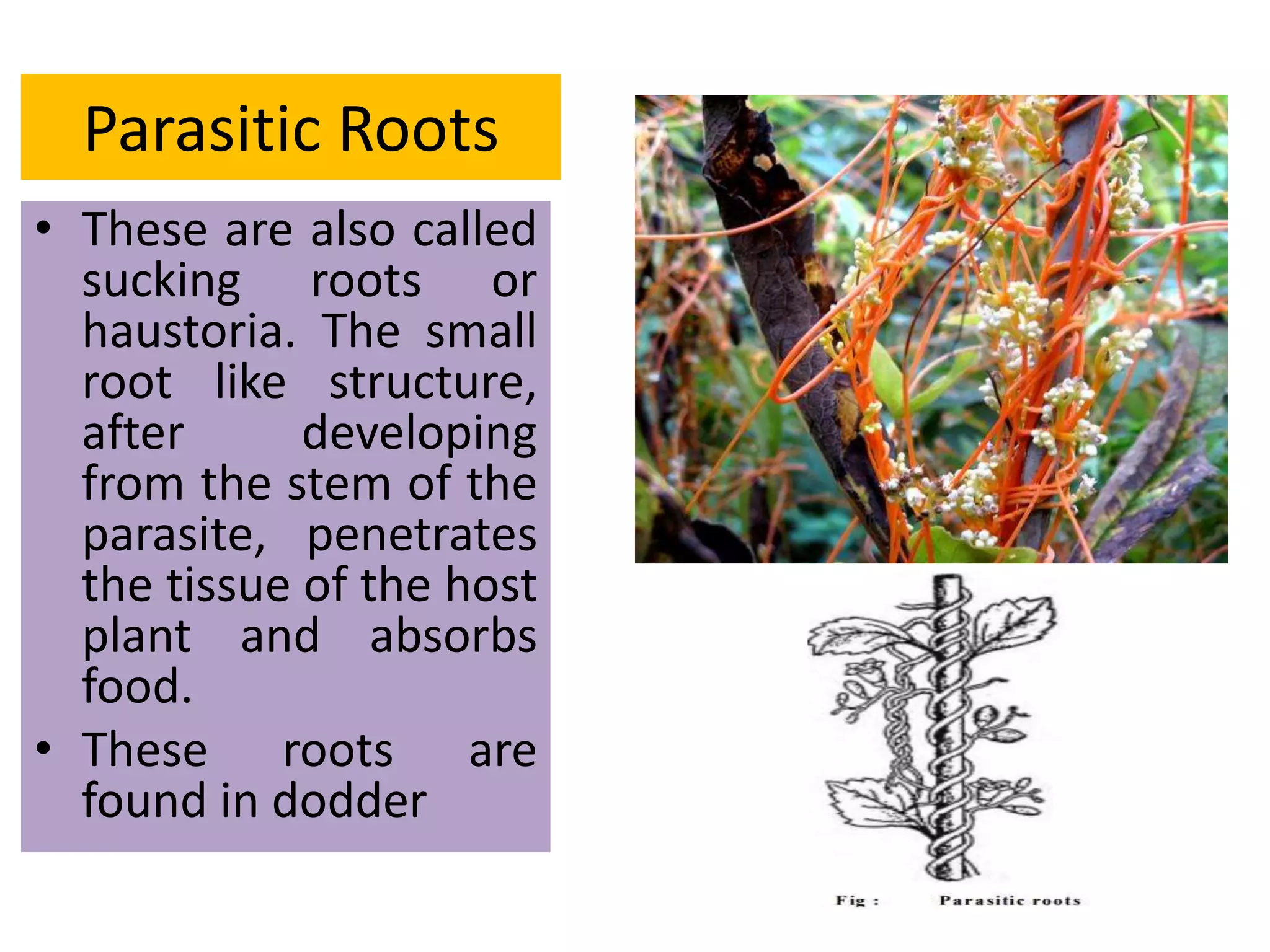 Root and its modifications | PPTX