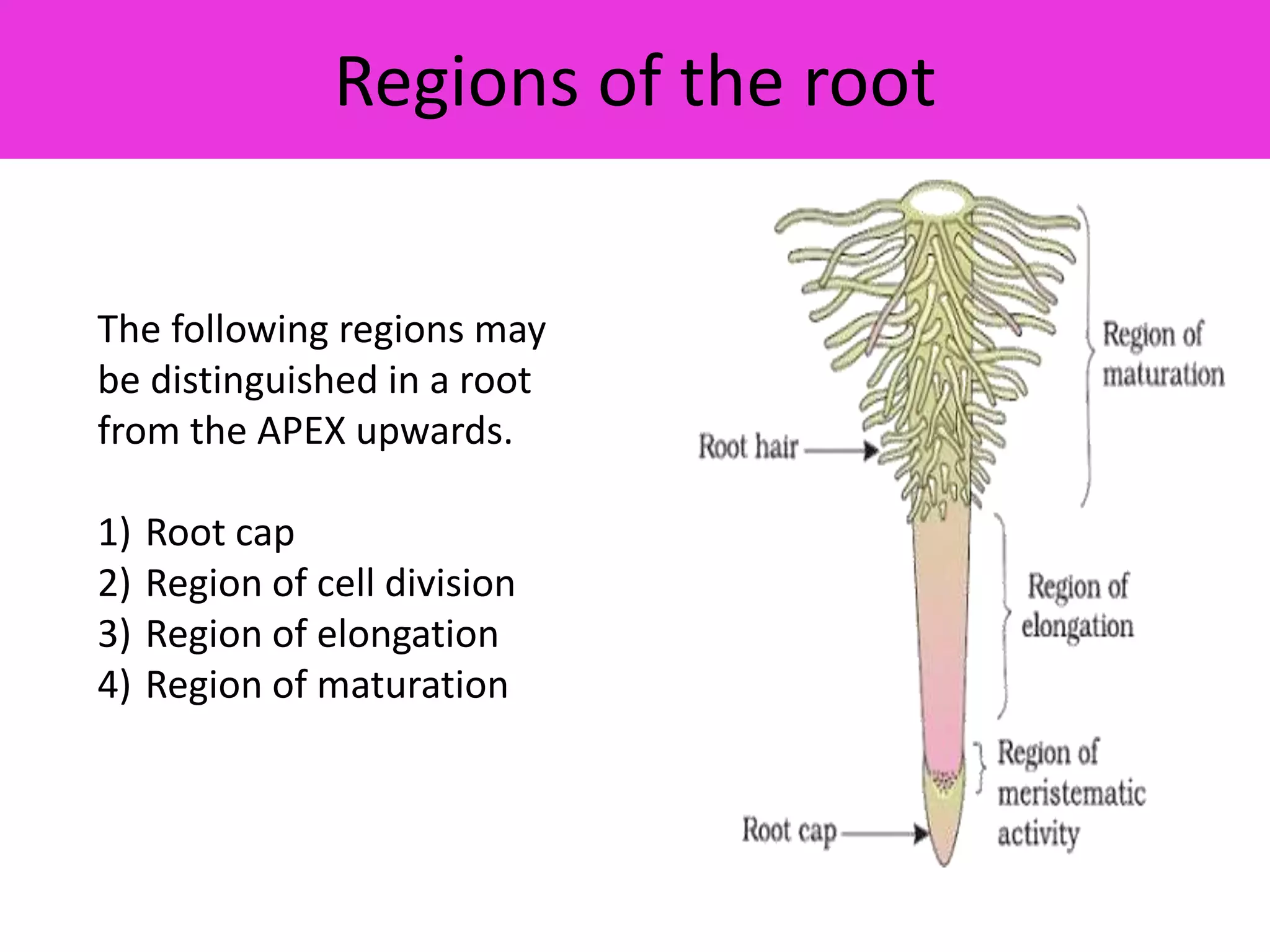 Root and its modifications | PPTX