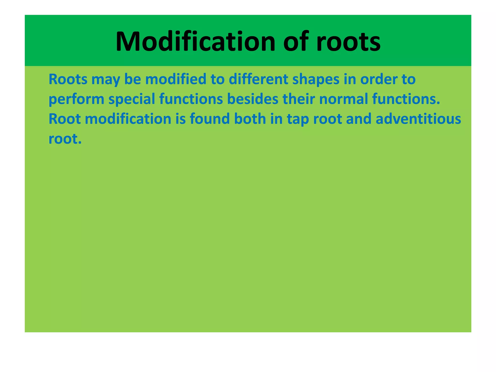 Root and its modifications | PPTX
