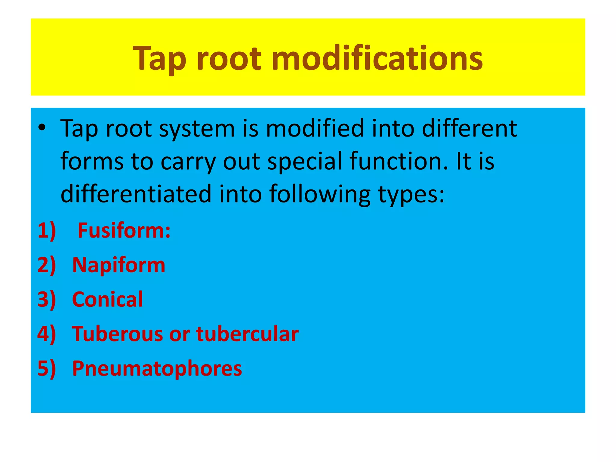 Root and its modifications | PPTX